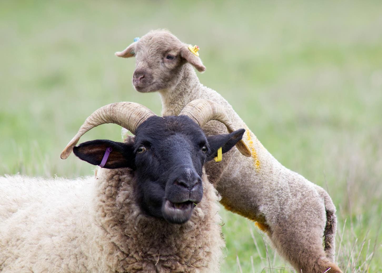 About Us | Our Animals & Wildlife | The Box Moor Trust