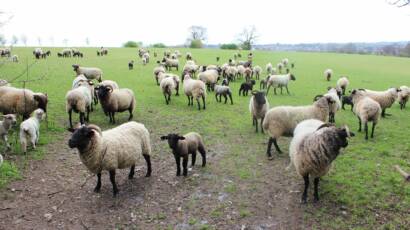 The Box Moor Trust in Hemel Hempstead & Bovingdon