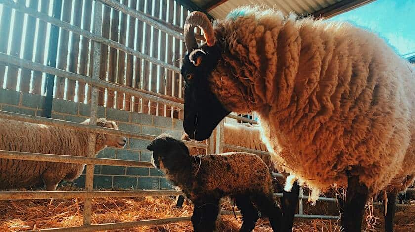 The Box Moor Trust in Hemel Hempstead & Bovingdon