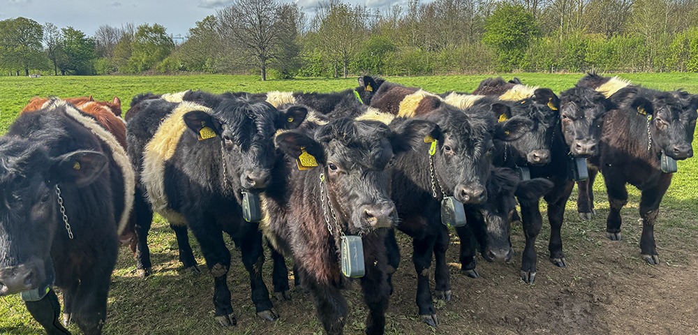 The Box Moor Trust in Hemel Hempstead & Bovingdon
